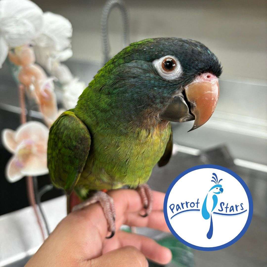 Baby Blue-crowned Conure Available at Parrot Stars!