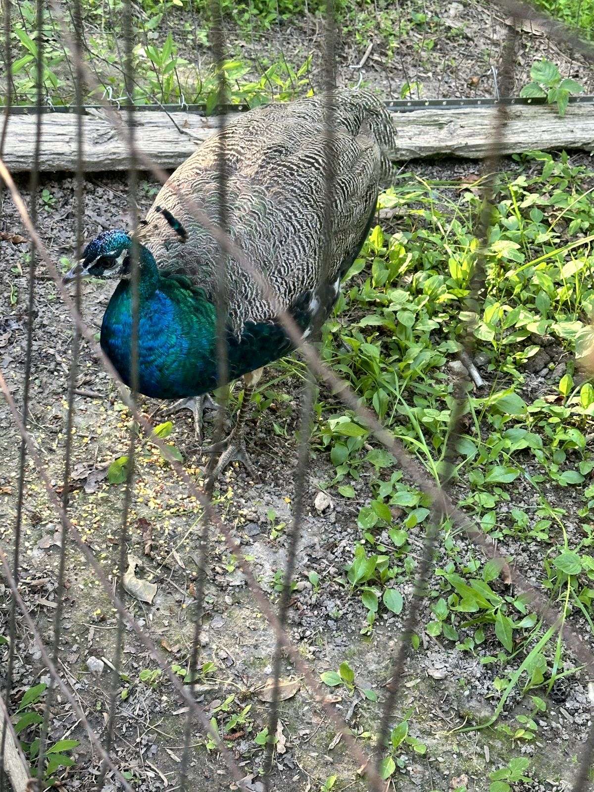 Young Indian Blue peacock