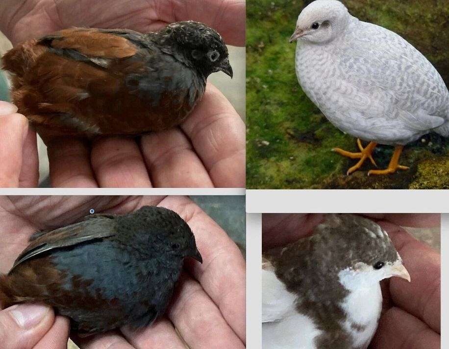 chinese button quail