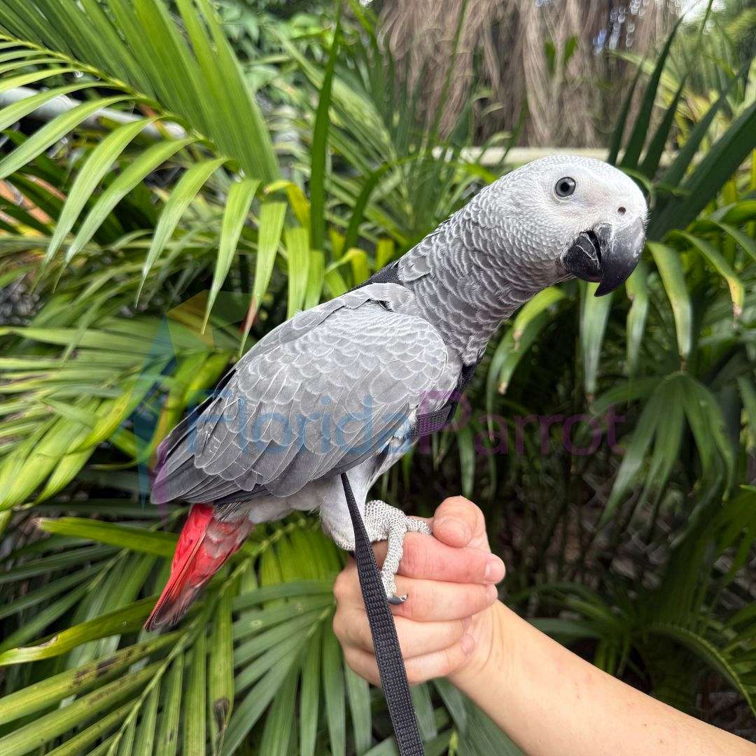Congo African Grey