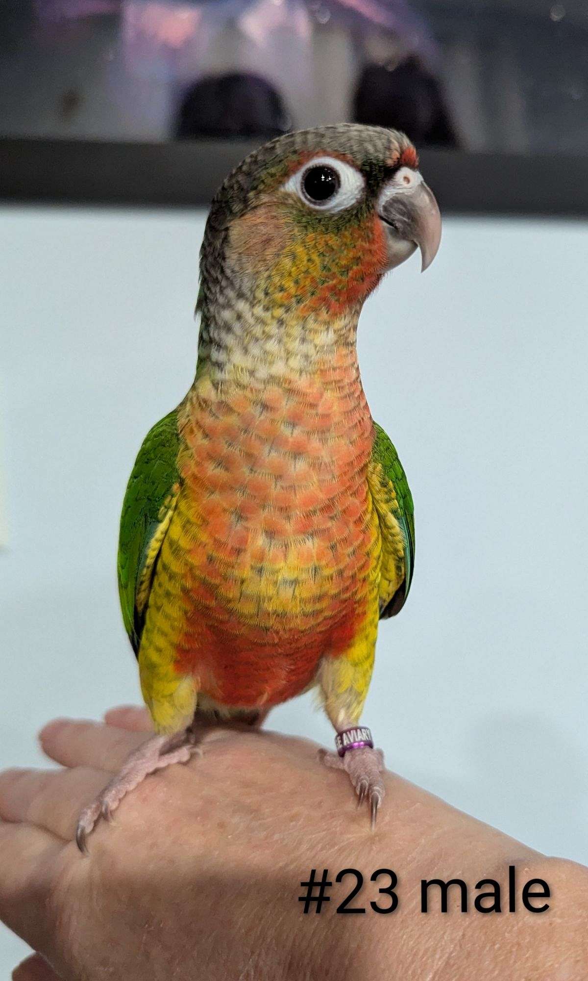 Yellowside Green Cheek