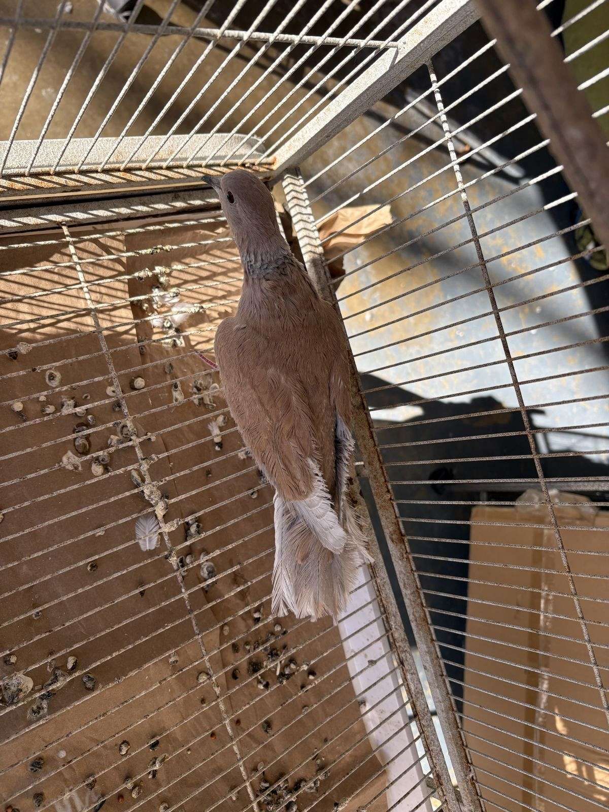 Beautiful Silky Tamed Ringneck Turtle Dove
