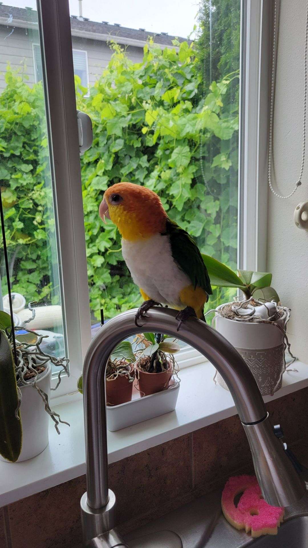 white bellied Caique