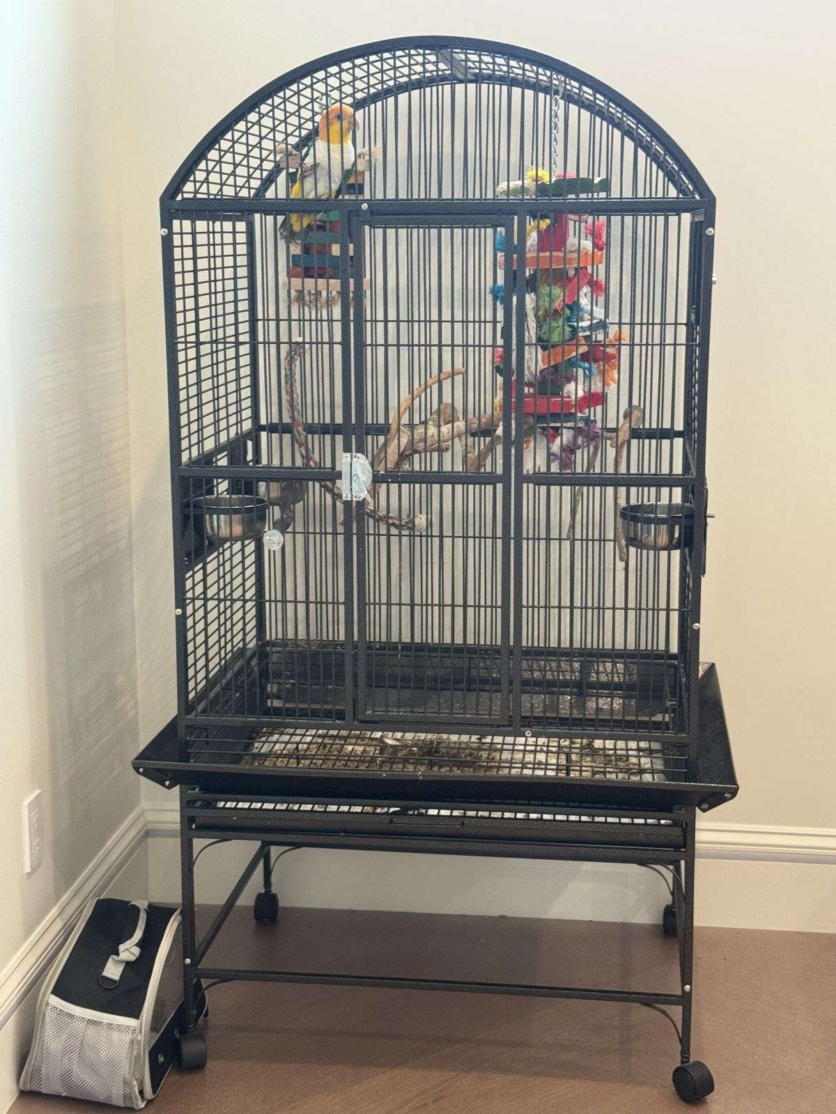 white bellied Caique