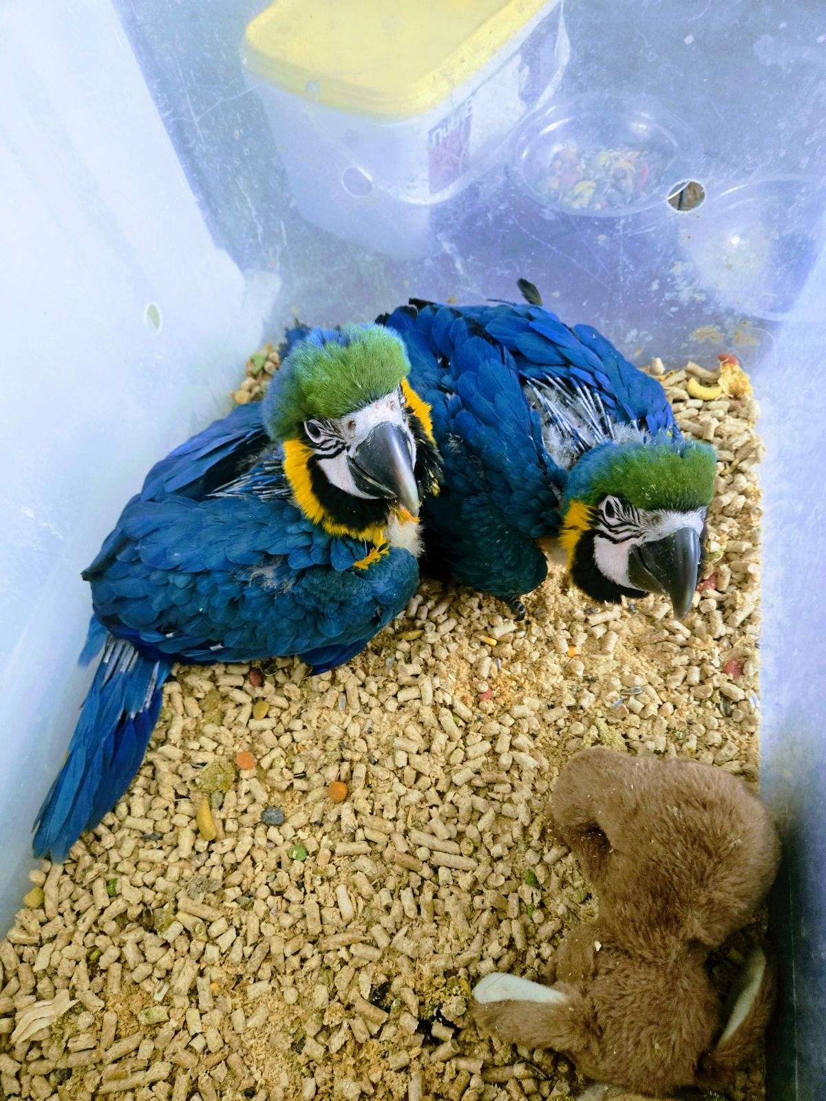 Blue & Gold Macaw Babies Pair [ Male/ Female]