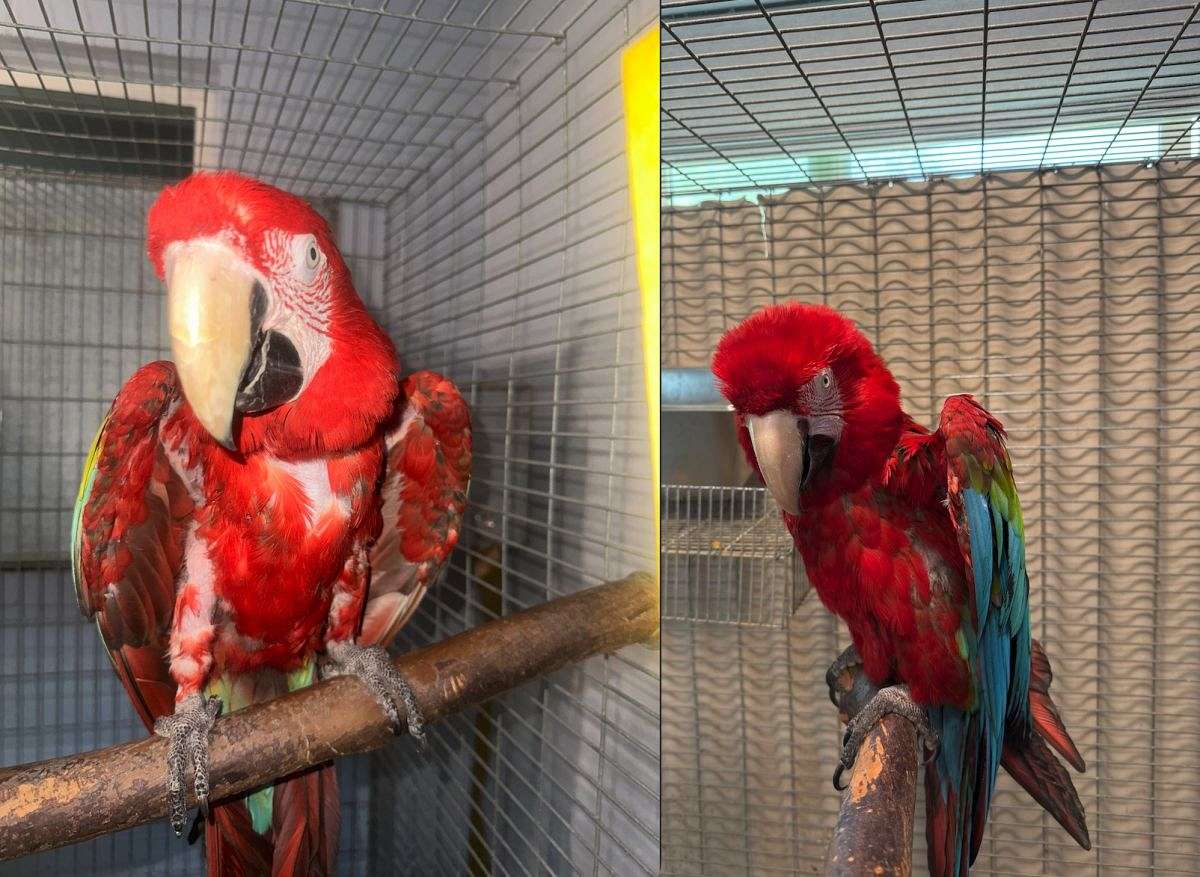 Retired breeding pair of green wing macaws