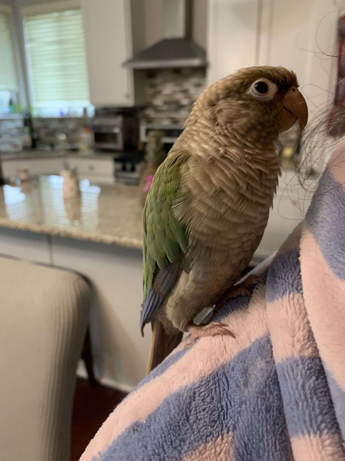 Turquoise Conure for sale 10 month old
