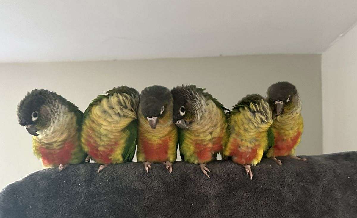 Yellow-Sided Green Cheek Conures 6mts old