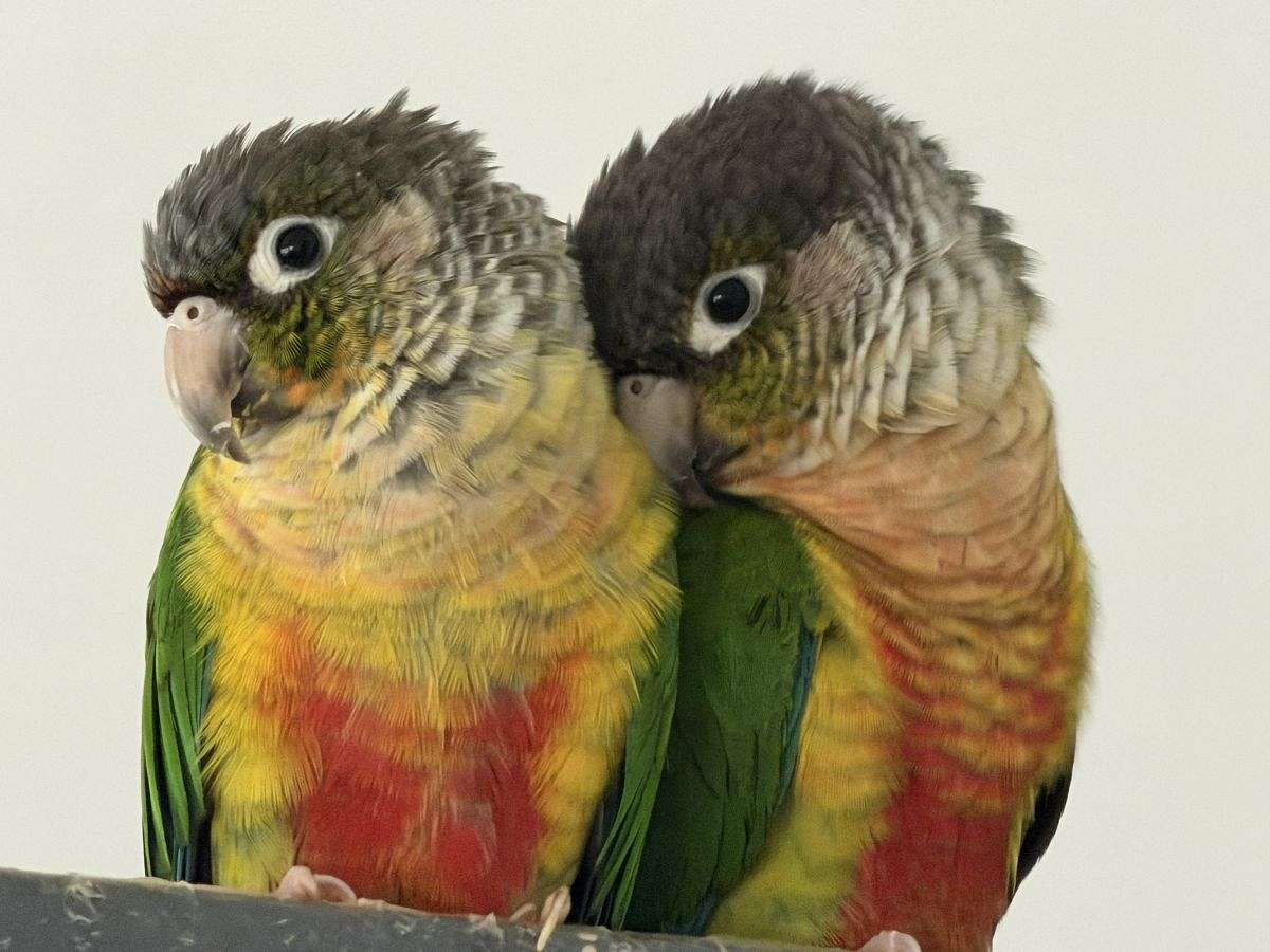 Yellow-Sided Green Cheek Conures 6mts old