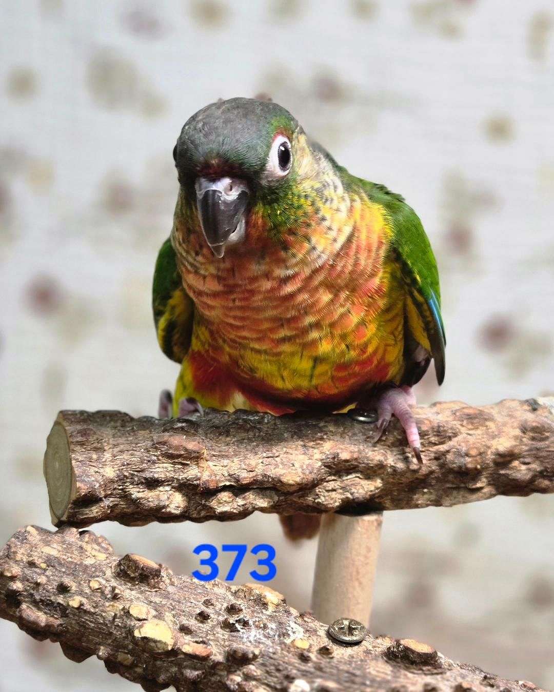 Green Cheek Conure, 373