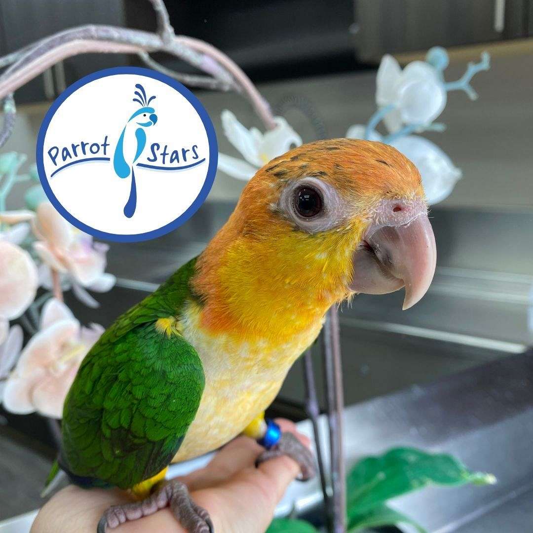 Baby White-bellied Caique Available at Parrot Stars!