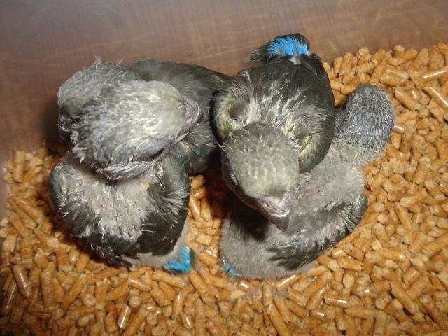 More baby Ruppell's Parrots hatching soon at $2,000 each