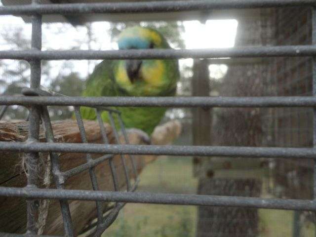Blue Fronted Amazon hen available for $1,500