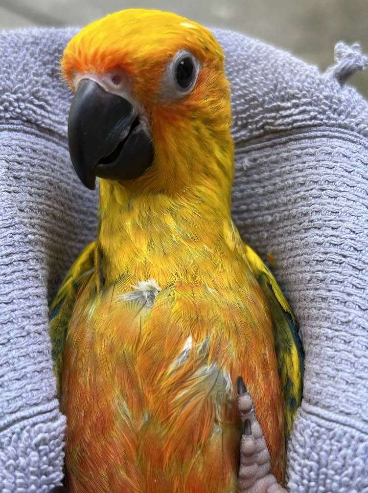 Sun Conure baby