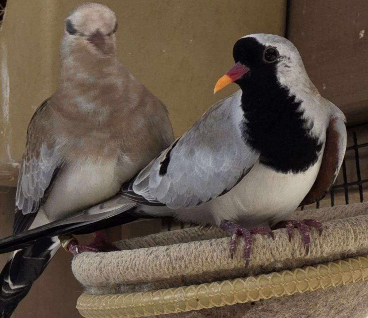 Cape doves