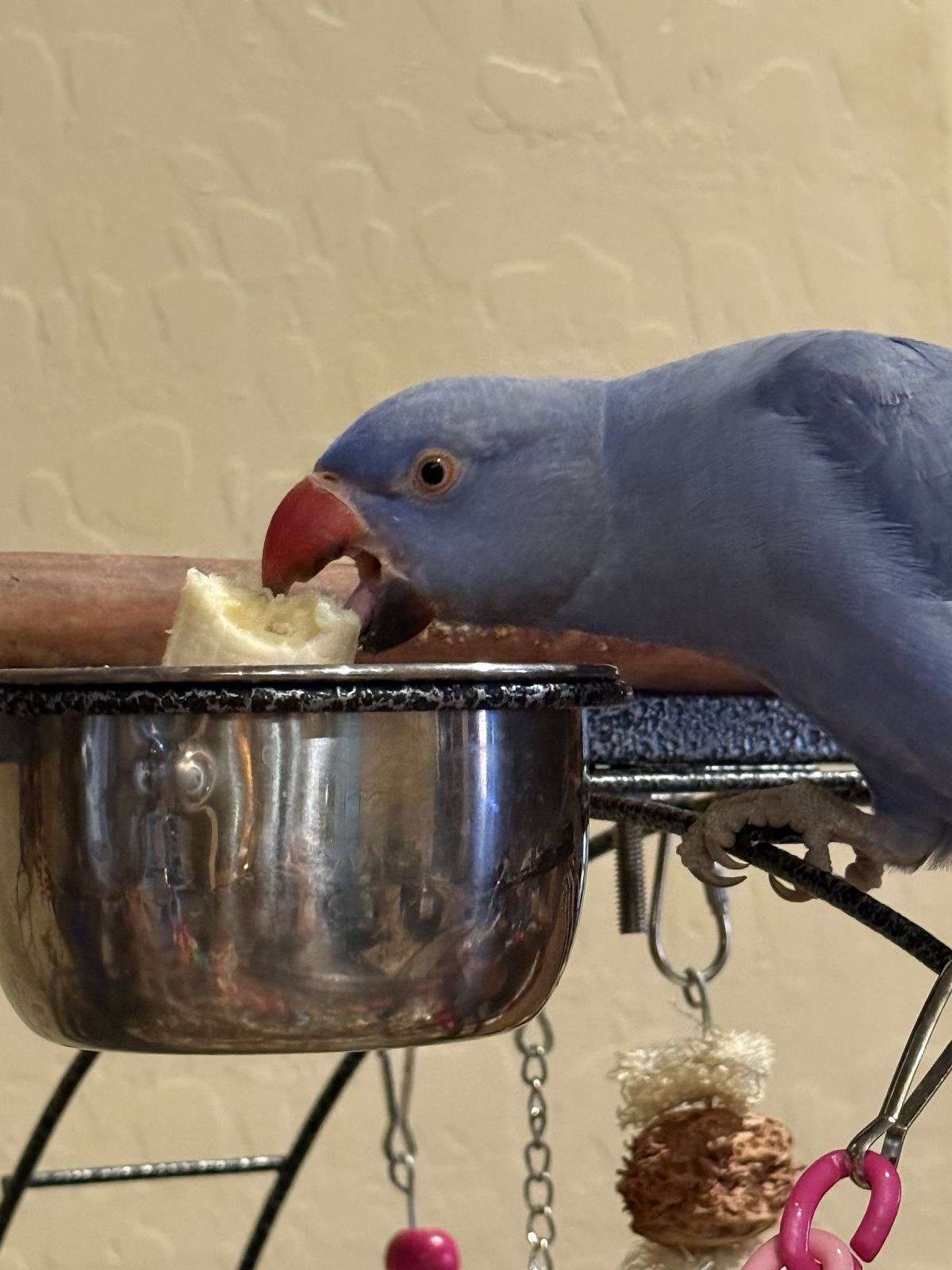 Violet male Ringneck