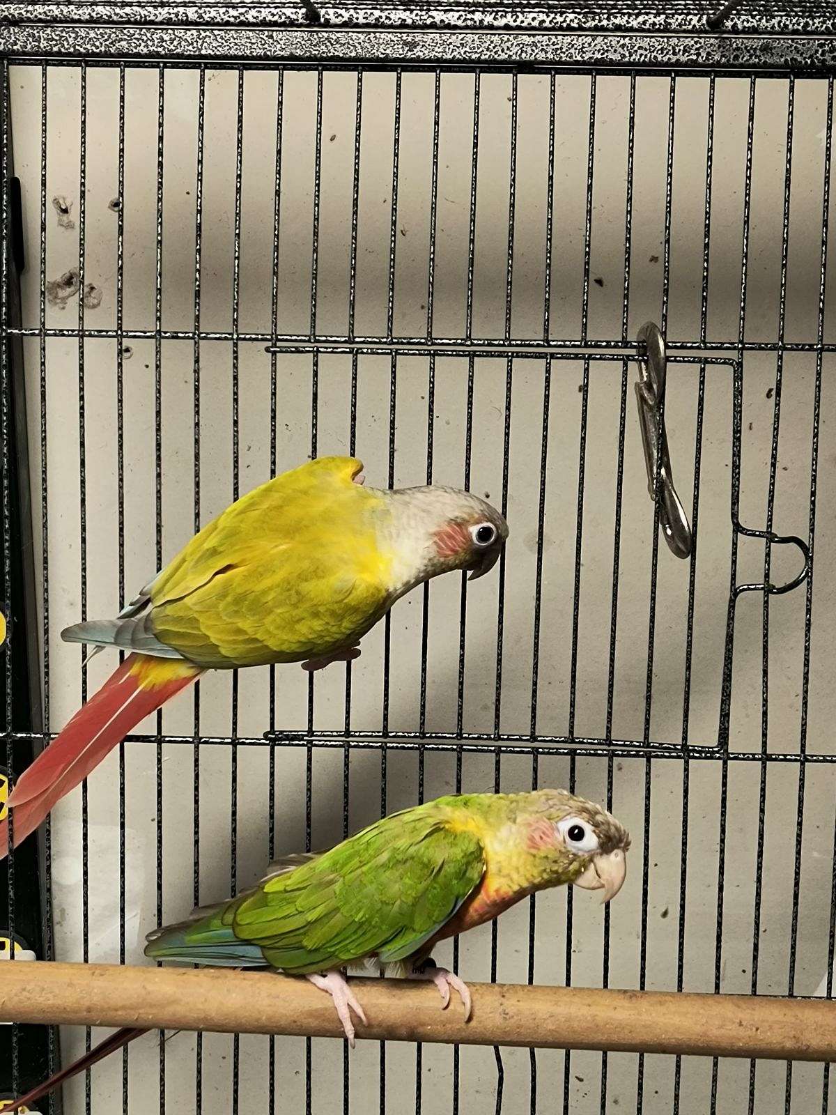 Selling out my green cheeked conures pairs