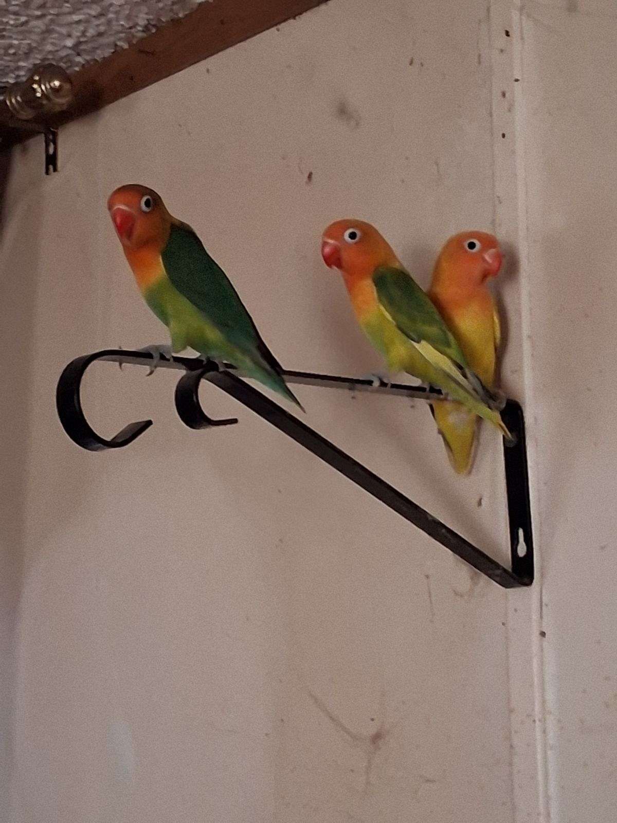 Three baby lovebirds