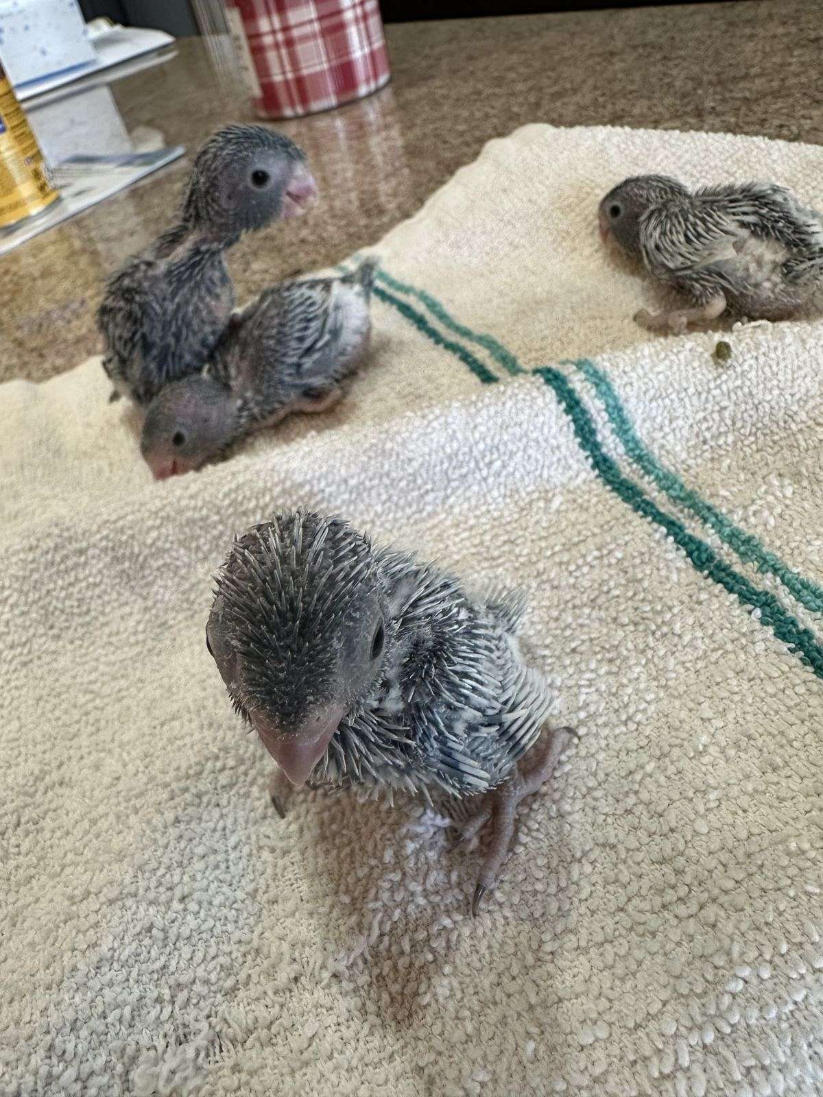 Parrotlets: Cobalt American whites