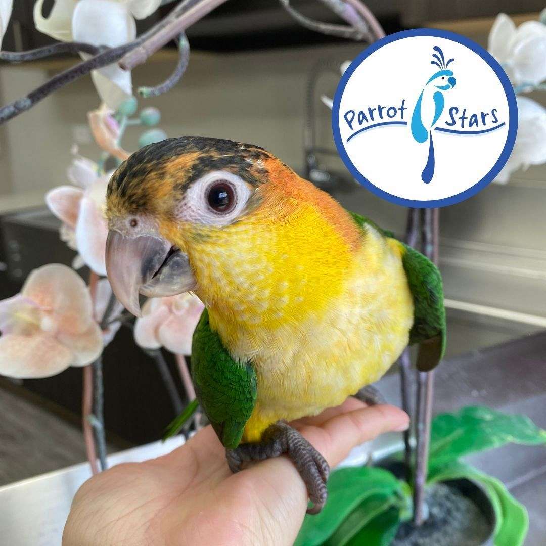 Baby White-bellied Caique Available at Parrot Stars!