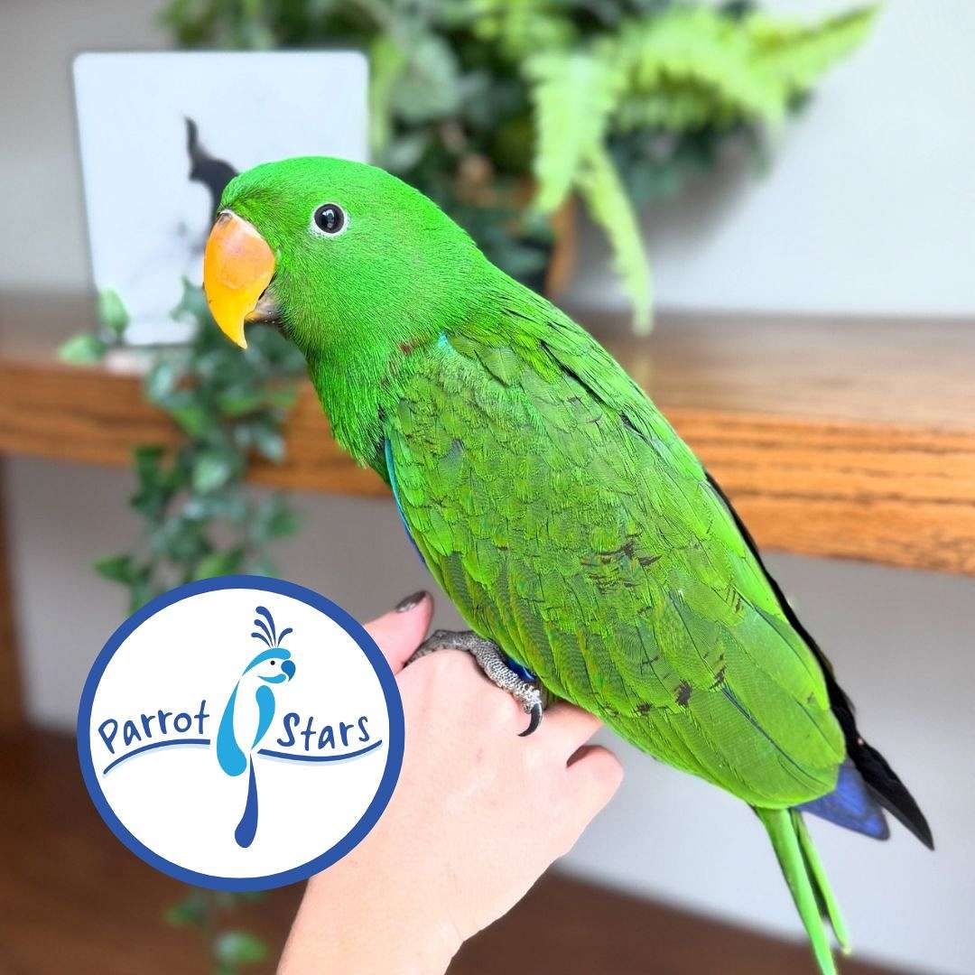 Baby Solomon Island Eclectus Parrot Available at Parrot Stars!