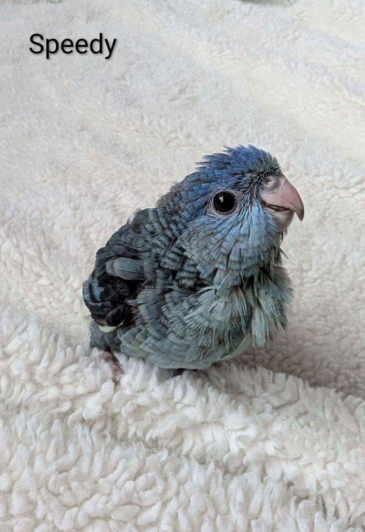 Turquoise Linnie