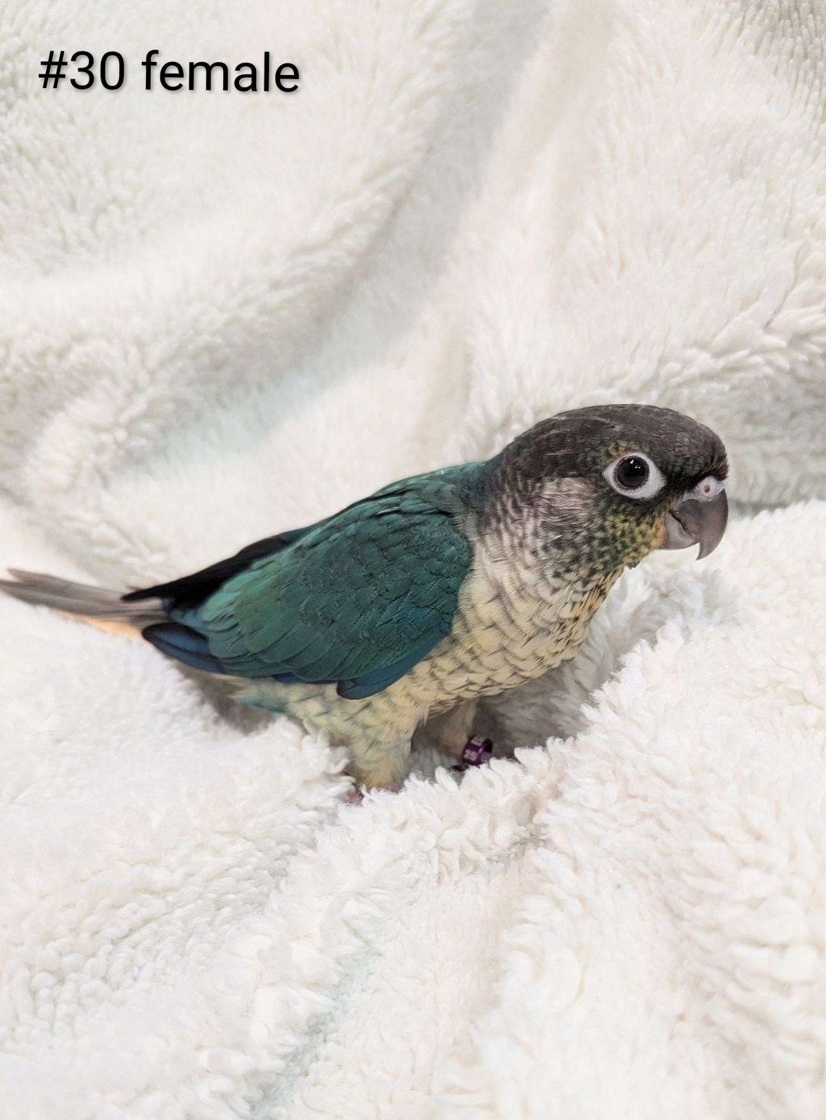 Yellowside Turquoise Green Cheek