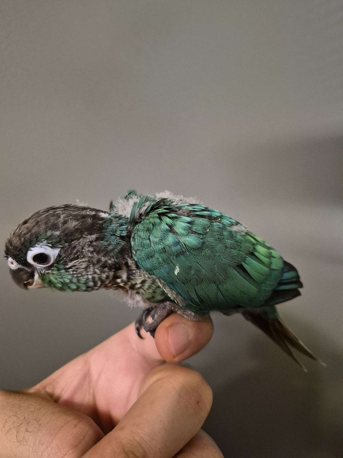 Turquoise conure