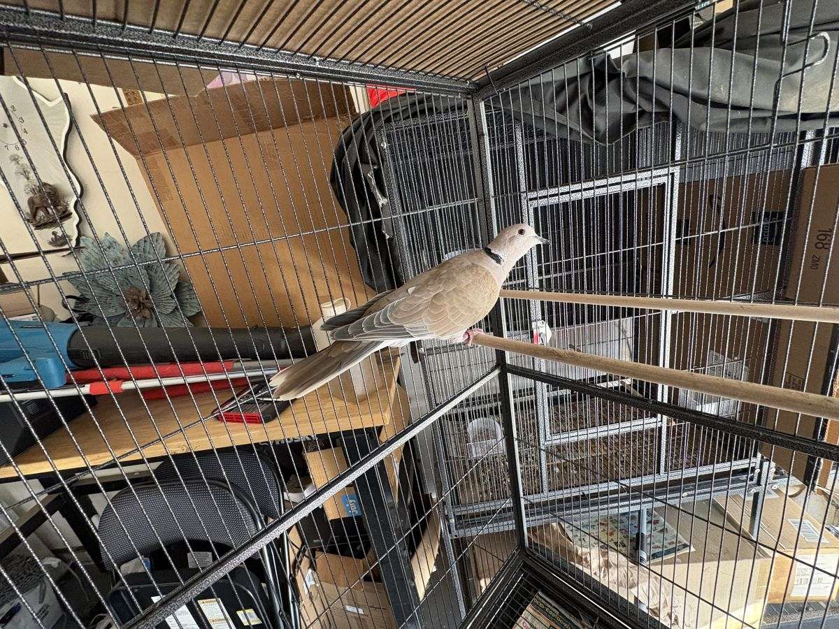 Beautiful Peaceful Tamed Male Ringneck Turtle Dove