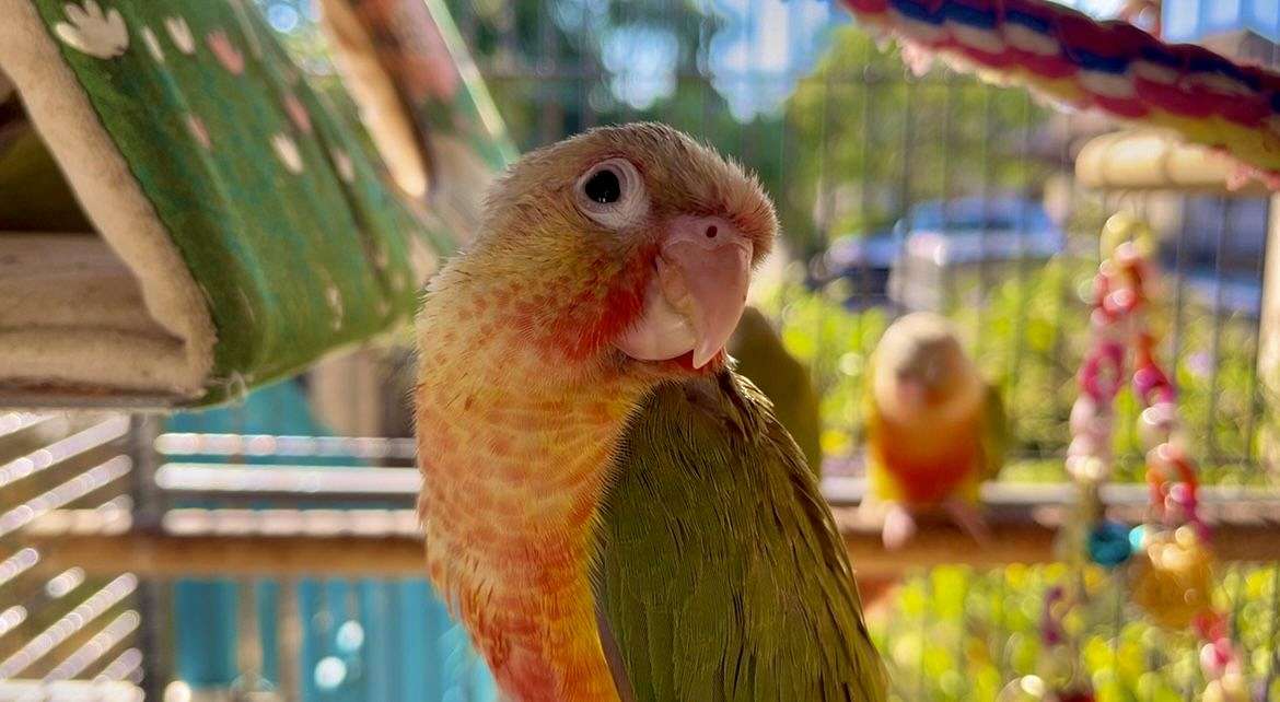 DNA Tested | Hand-fed | Pineapple Green Cheek Conure