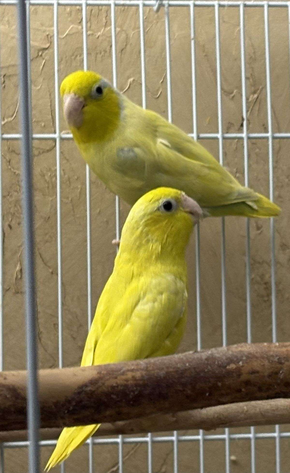 1 pair American Yellow second year breeding, Includes Cage and nest box