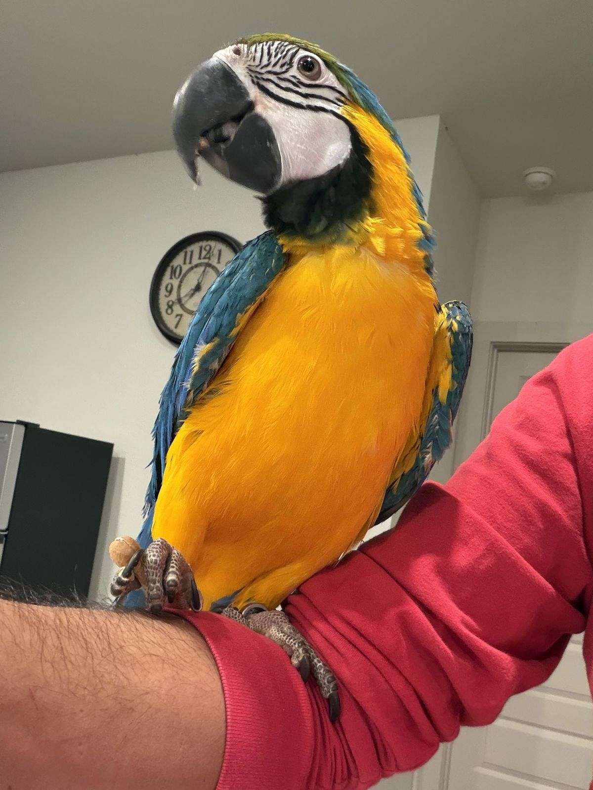 Baby Blue and Gold
