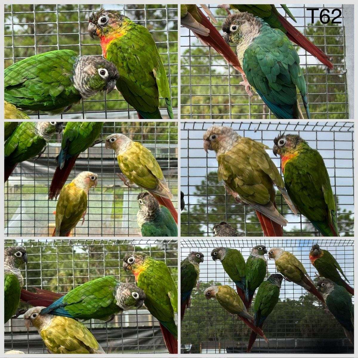 Green Cheek Conures – Beautiful Mutations Available