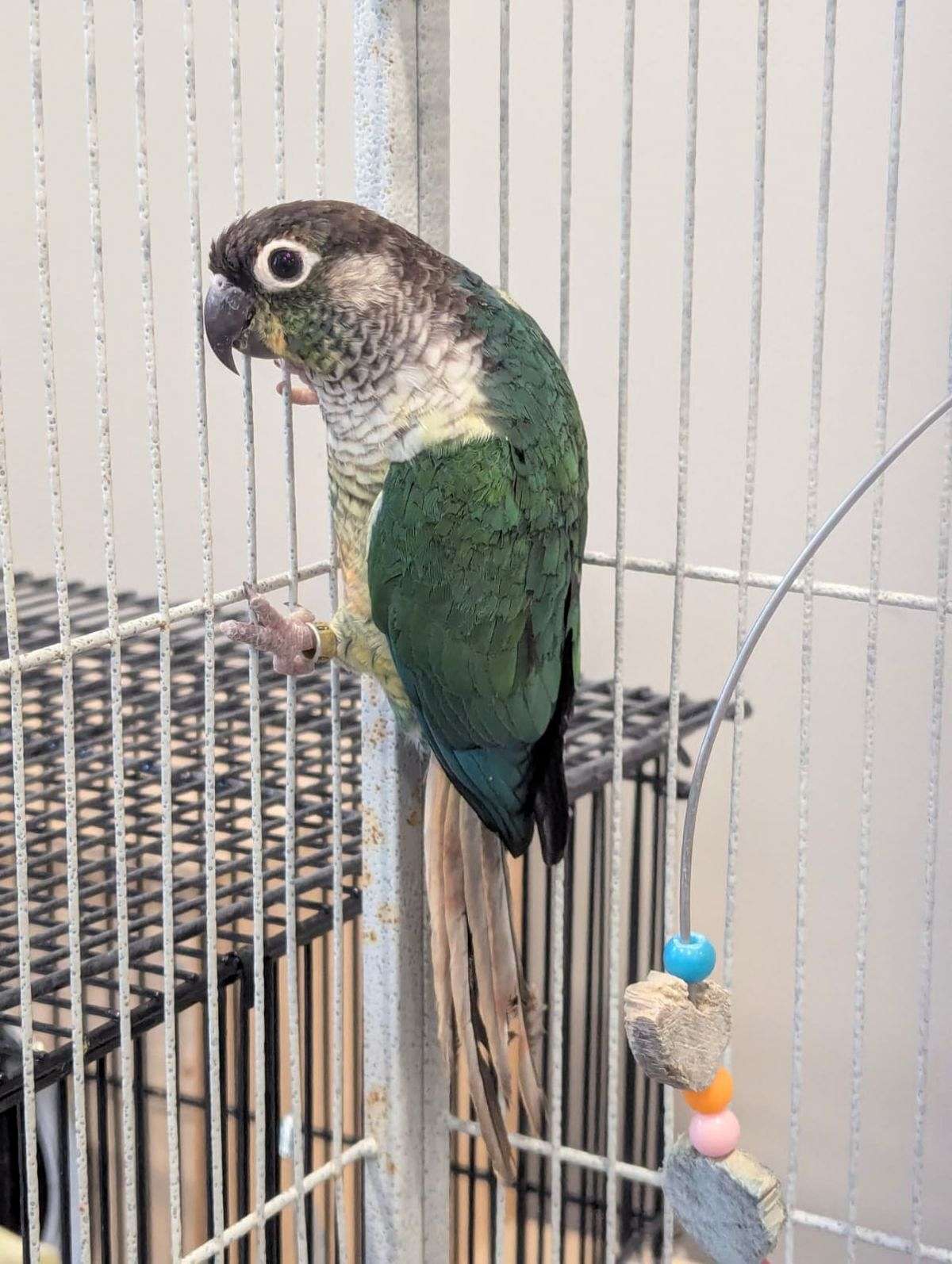 Green Cheek Conures – Beautiful Mutations Available