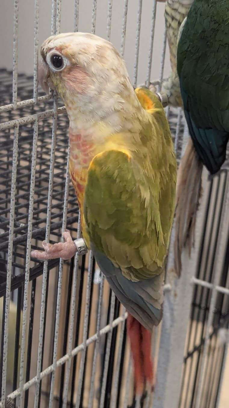 Green Cheek Conures – Beautiful Mutations Available