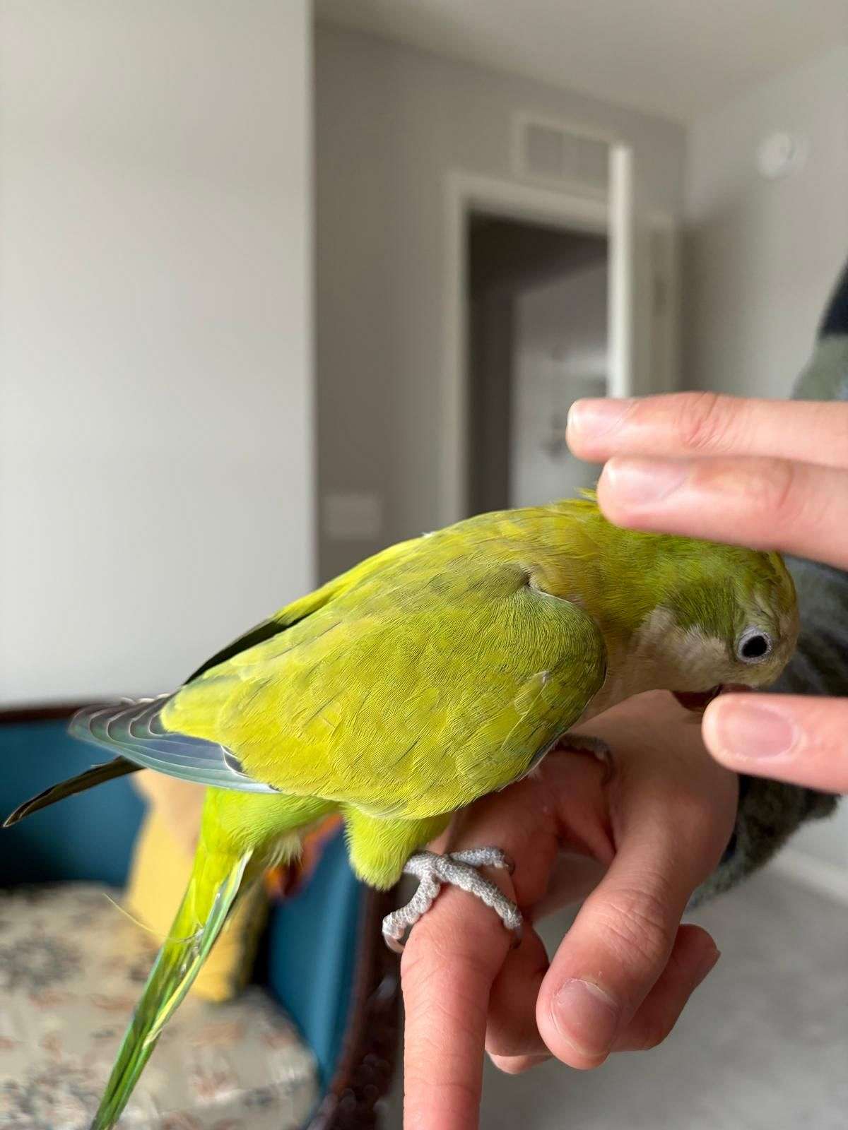 Quaker Green Opaline - Hand fed and Tame