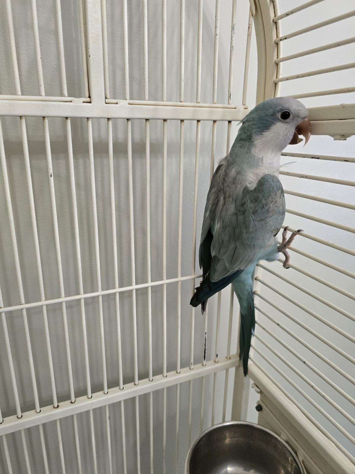 Quaker Parrots (Monk Parrot)