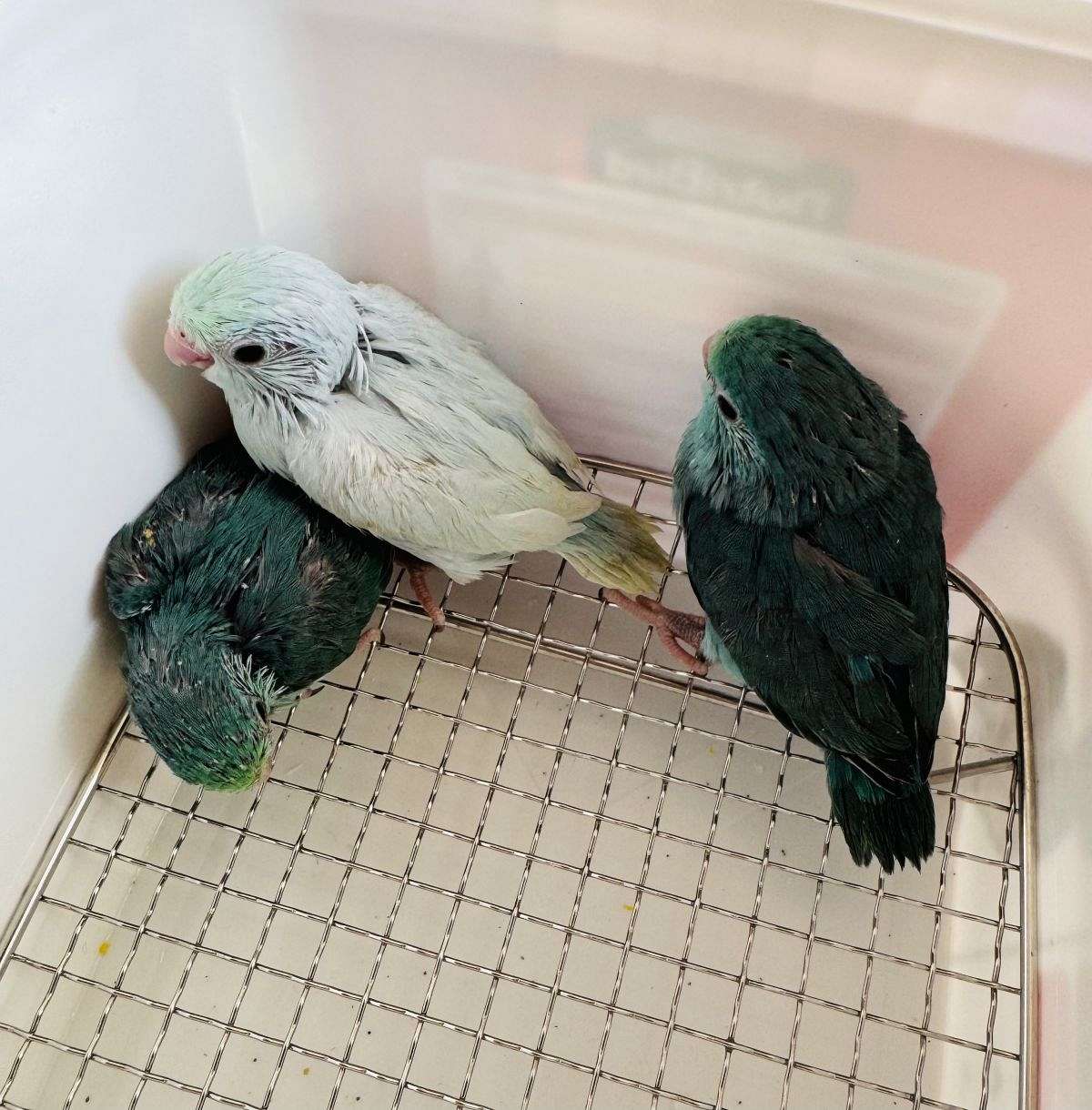 Turquoise baby parrotlet
