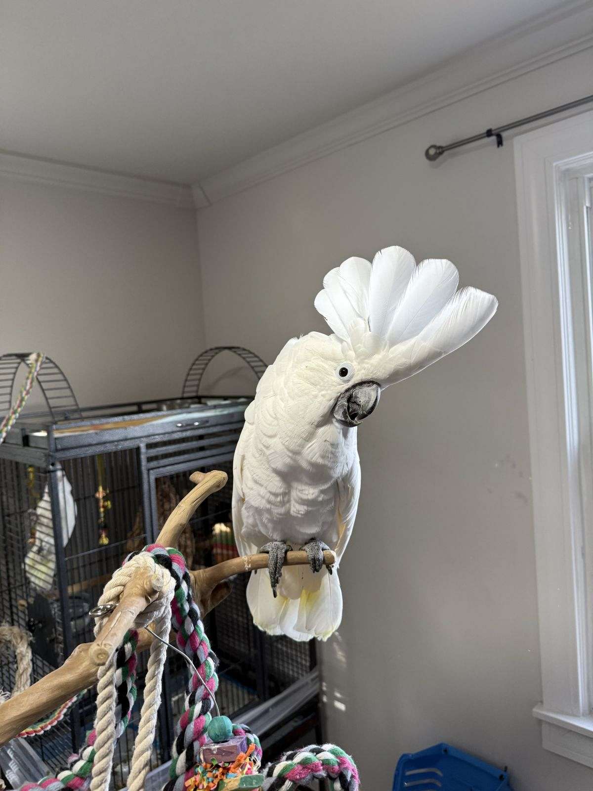 Female Umbrella Cockatoo