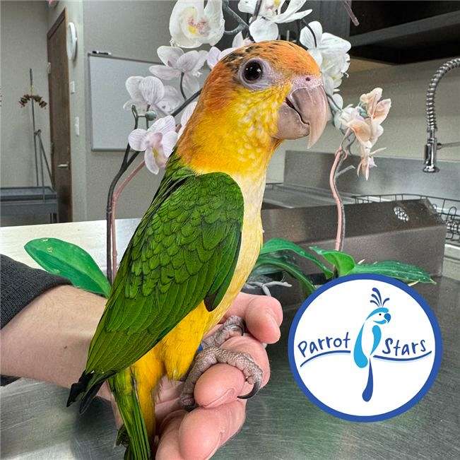Baby White-Bellied Caique Available at Parrot Stars