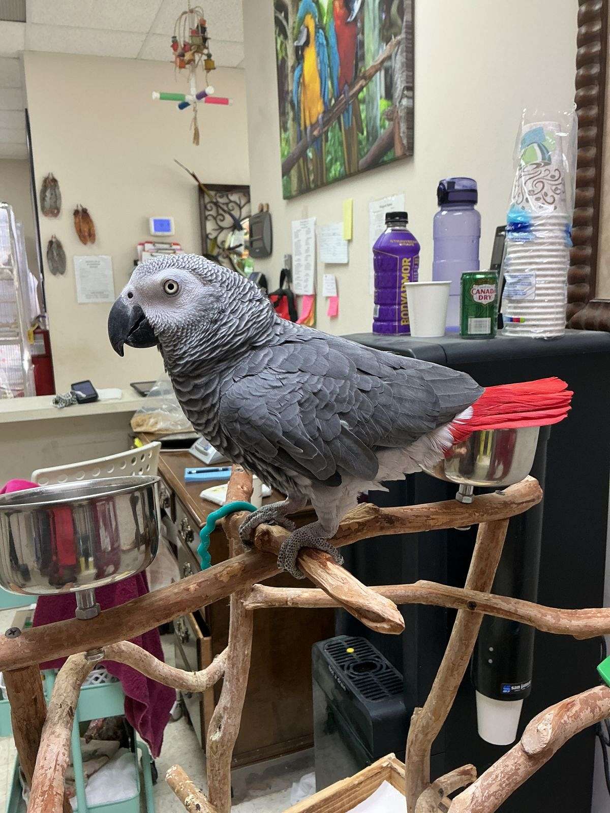 Congo African Grey
