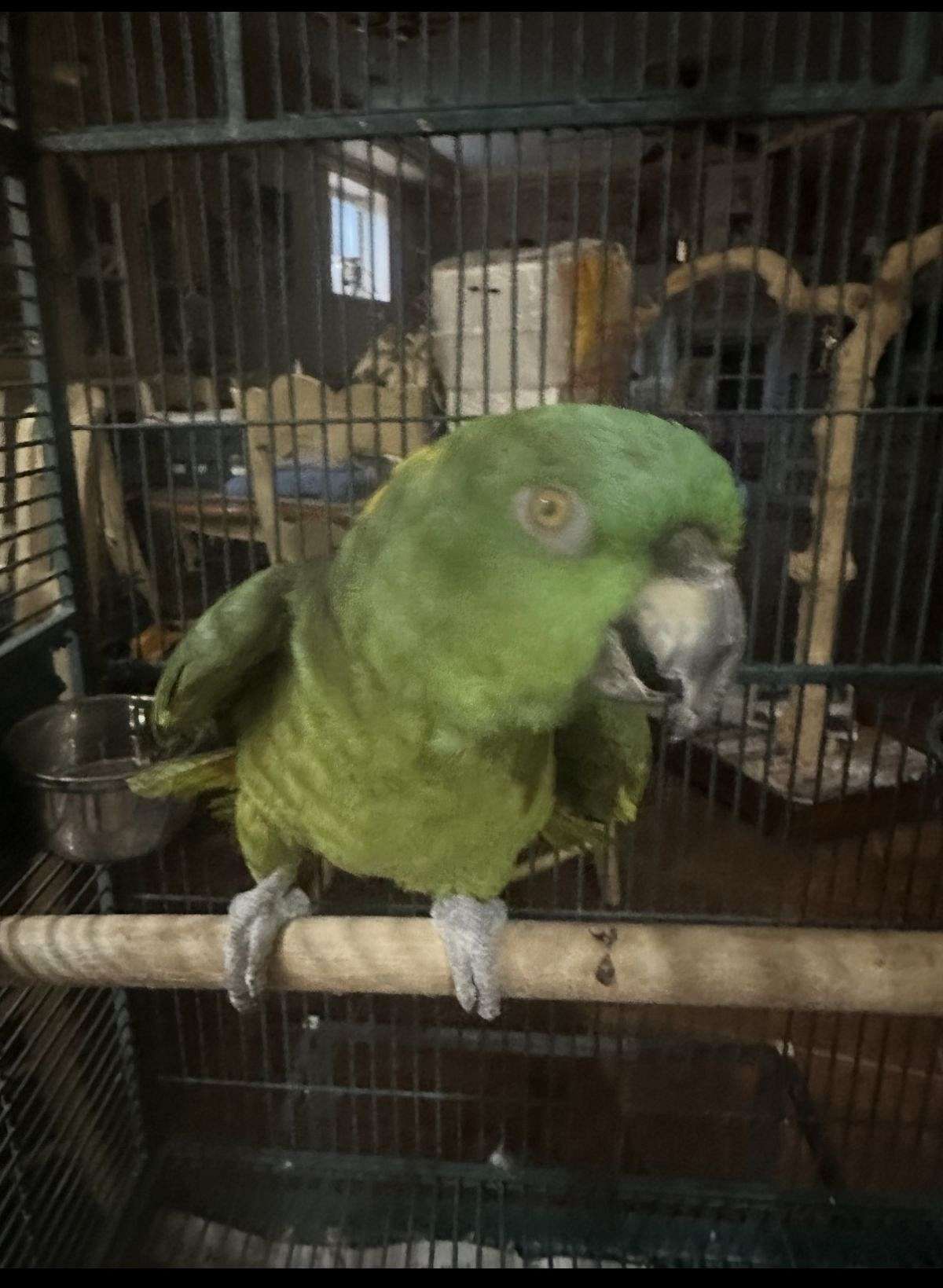 Male Yellow Nape Amazon