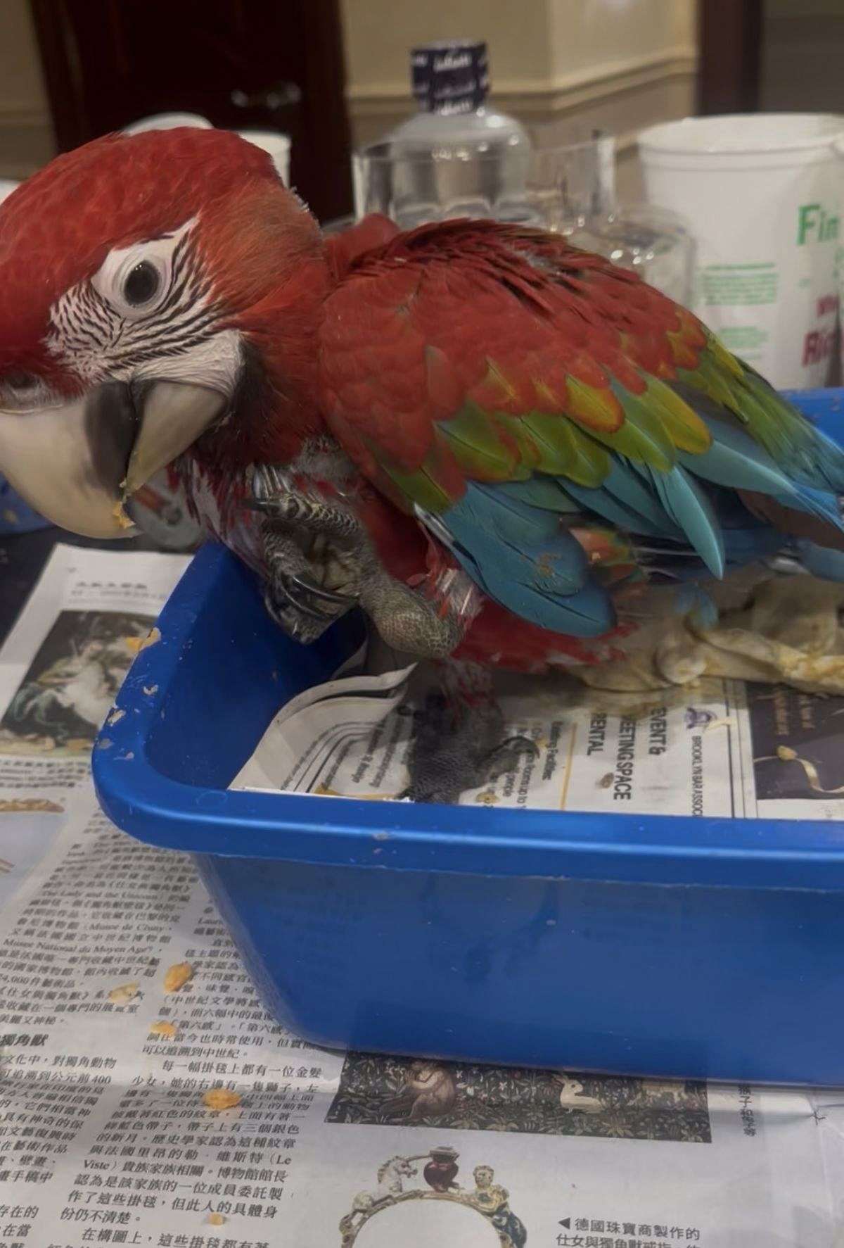 Baby green wing macaw