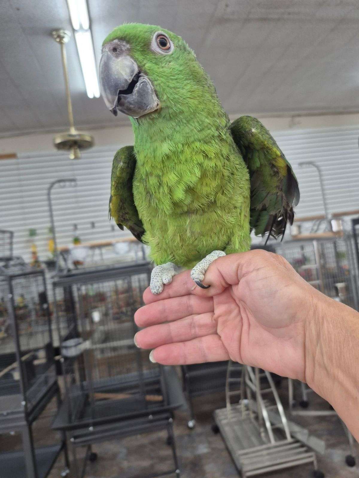 Yellow Nape Amazon Parrot -Spring 2025 Hatch