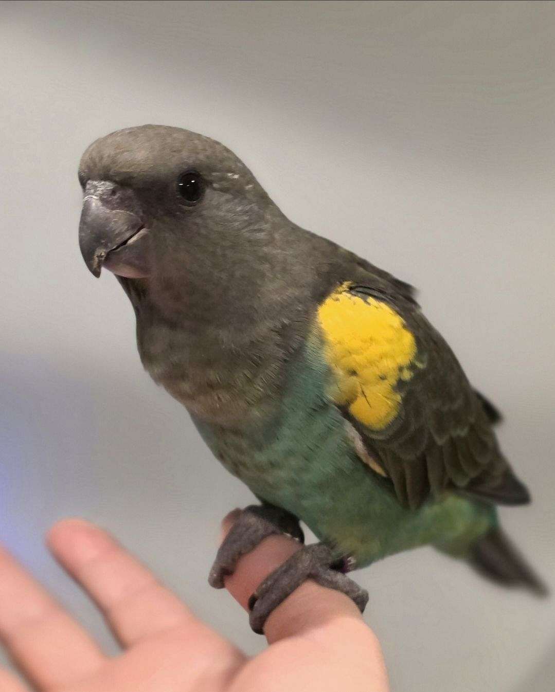 Meyer's Parrot Baby (Female)