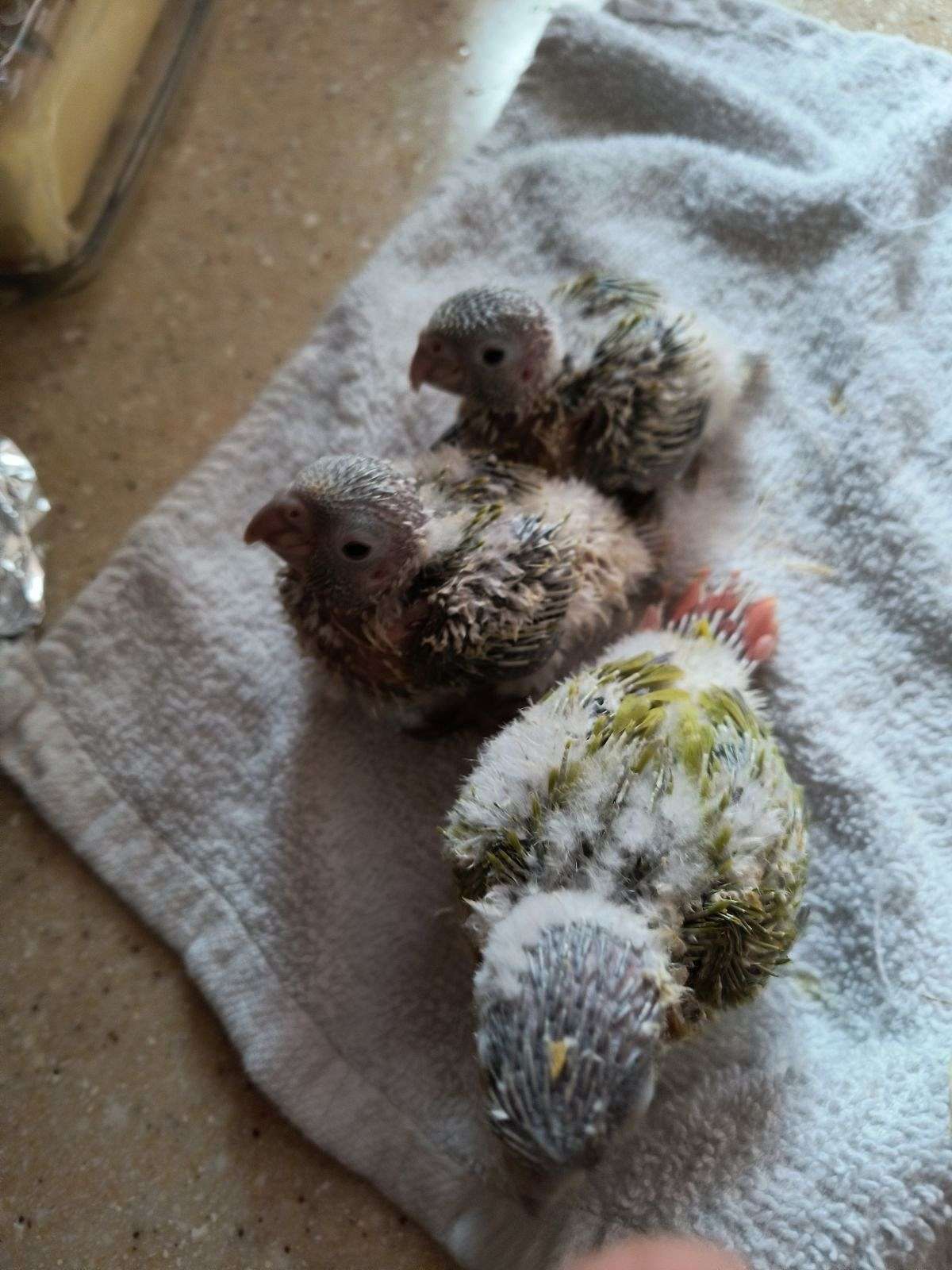 Green cheeked conures babies