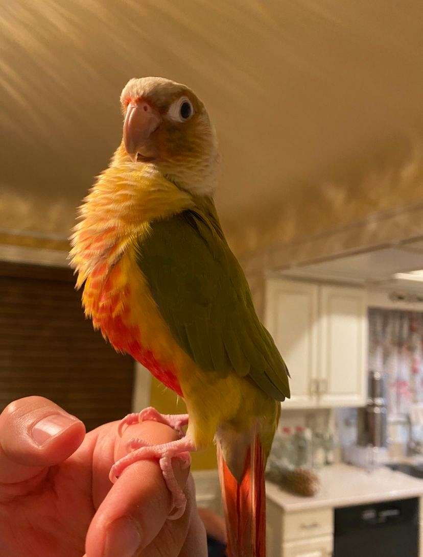 Cute lovely and house trained, hand fed bird
