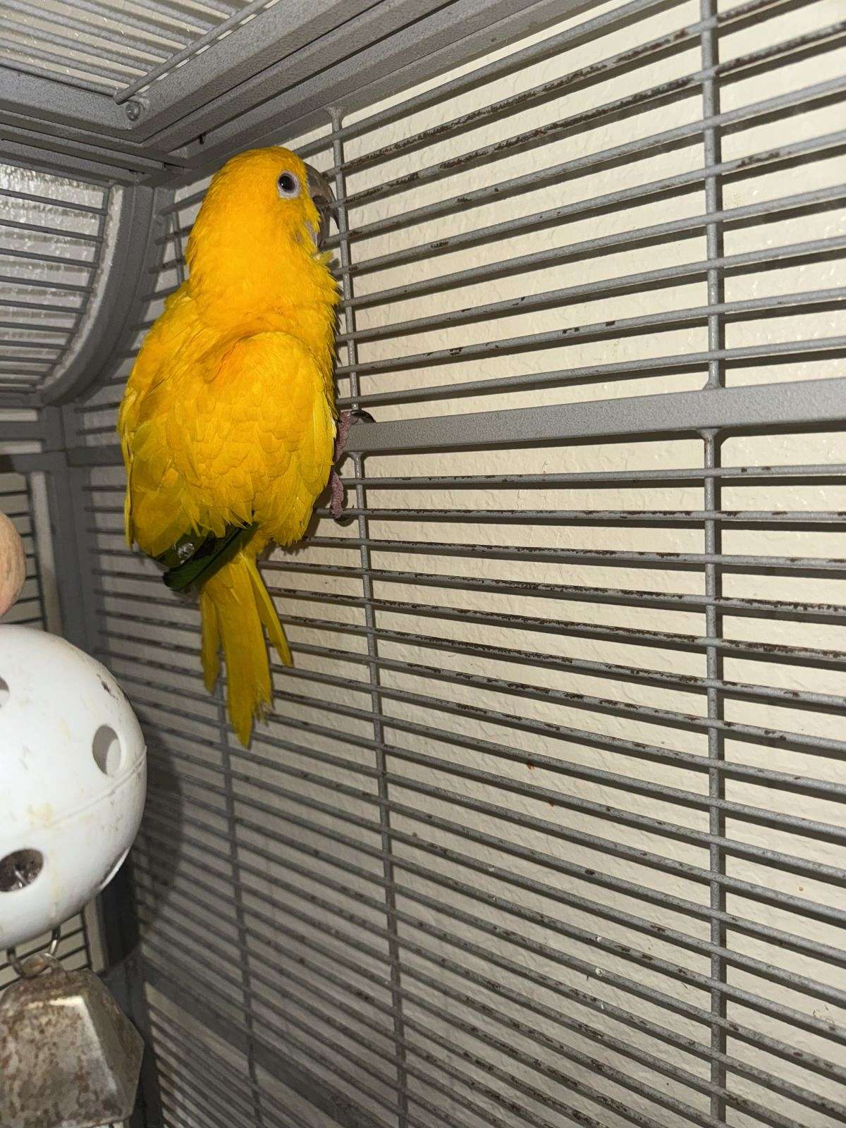 Adult Golden conure