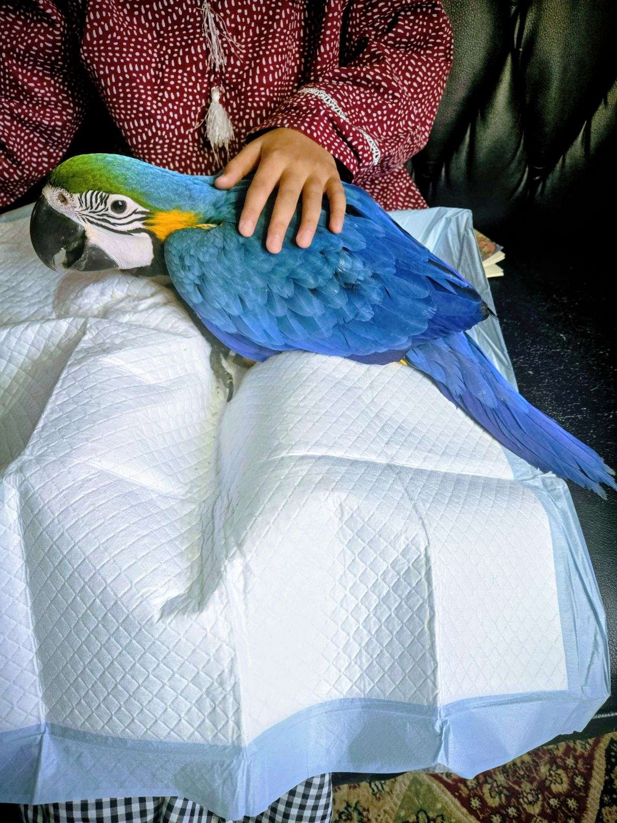 Blue & Gold Macaw Baby [ Male]