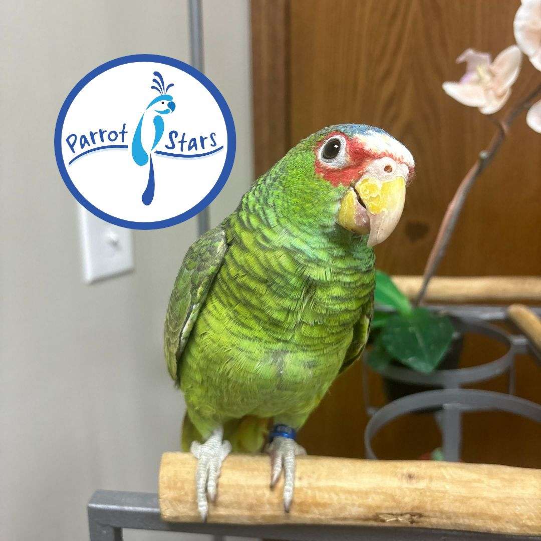 Baby White-fronted Amazon Available at Parrot Stars!